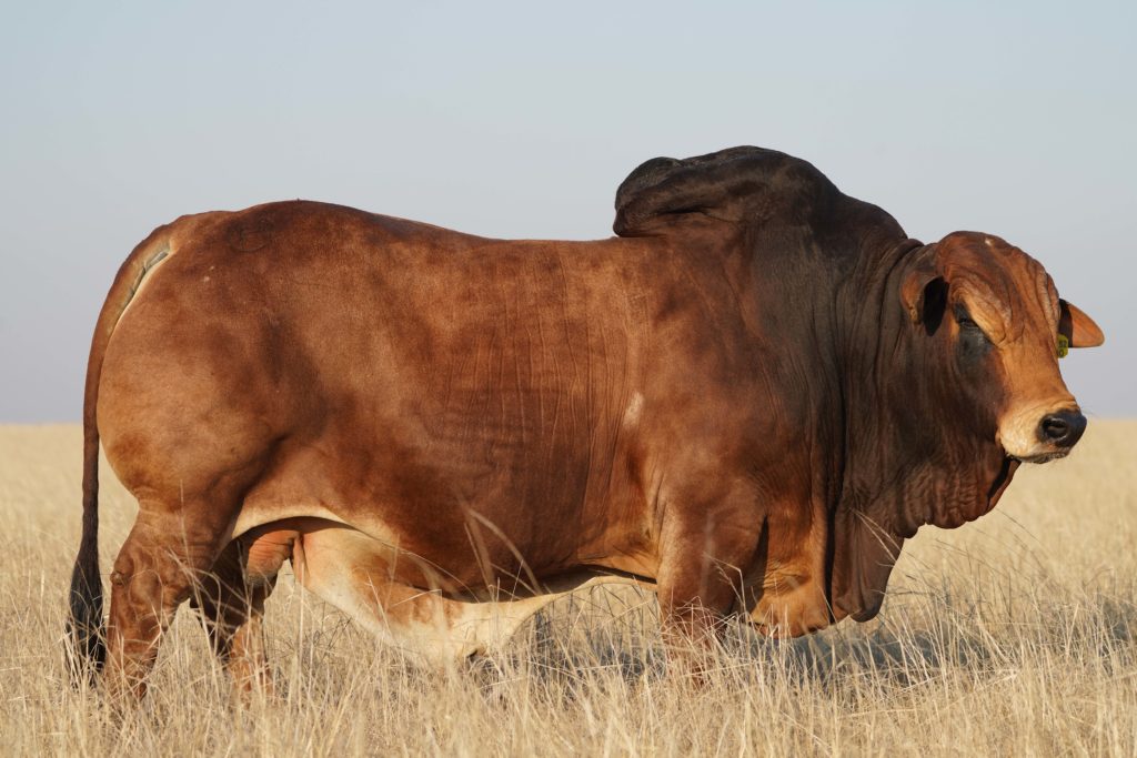 Jewish farmers’ Boran bull sold for Jumbo price - SA Jewish Report